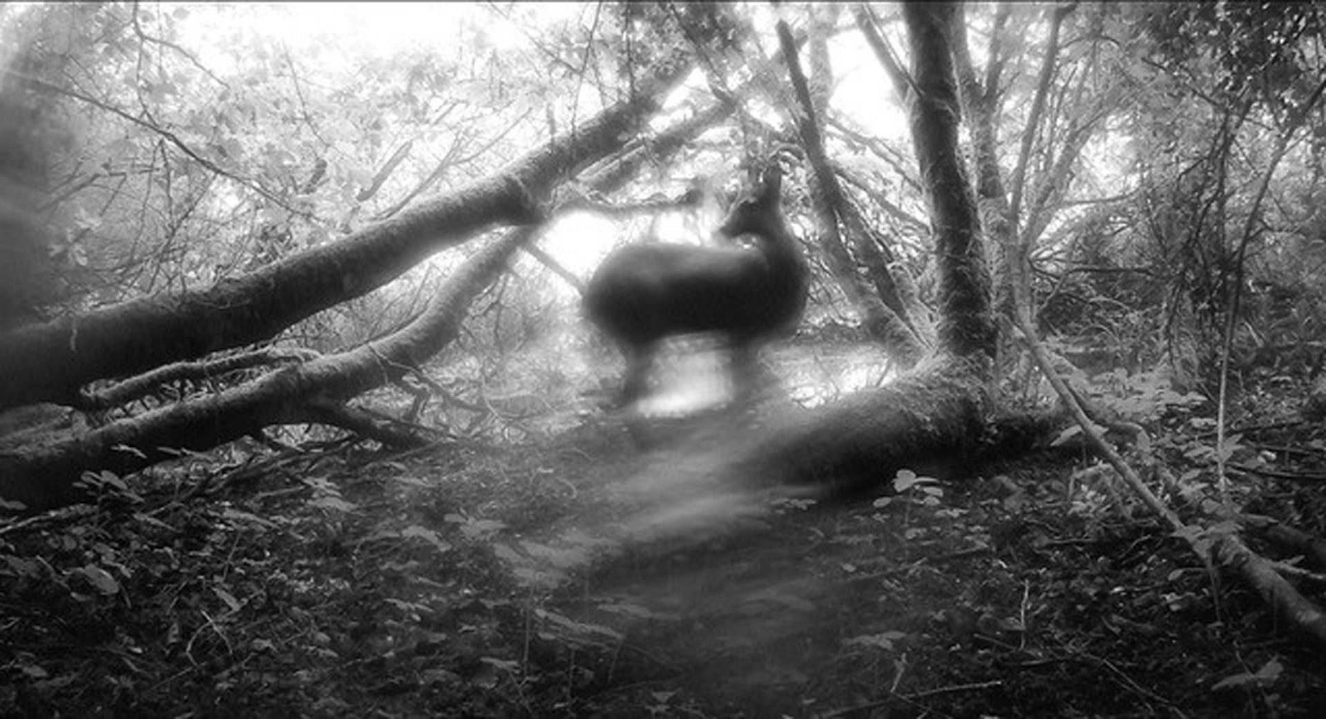 Poljane čekaju, izmaglica se širi | Beldocs